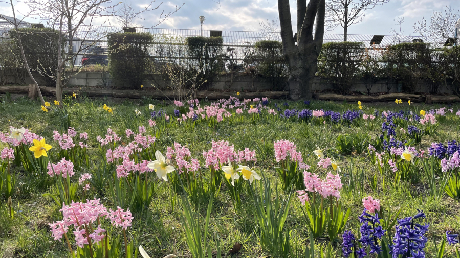 The Parliament of Trees | Berlin Wall Foundation